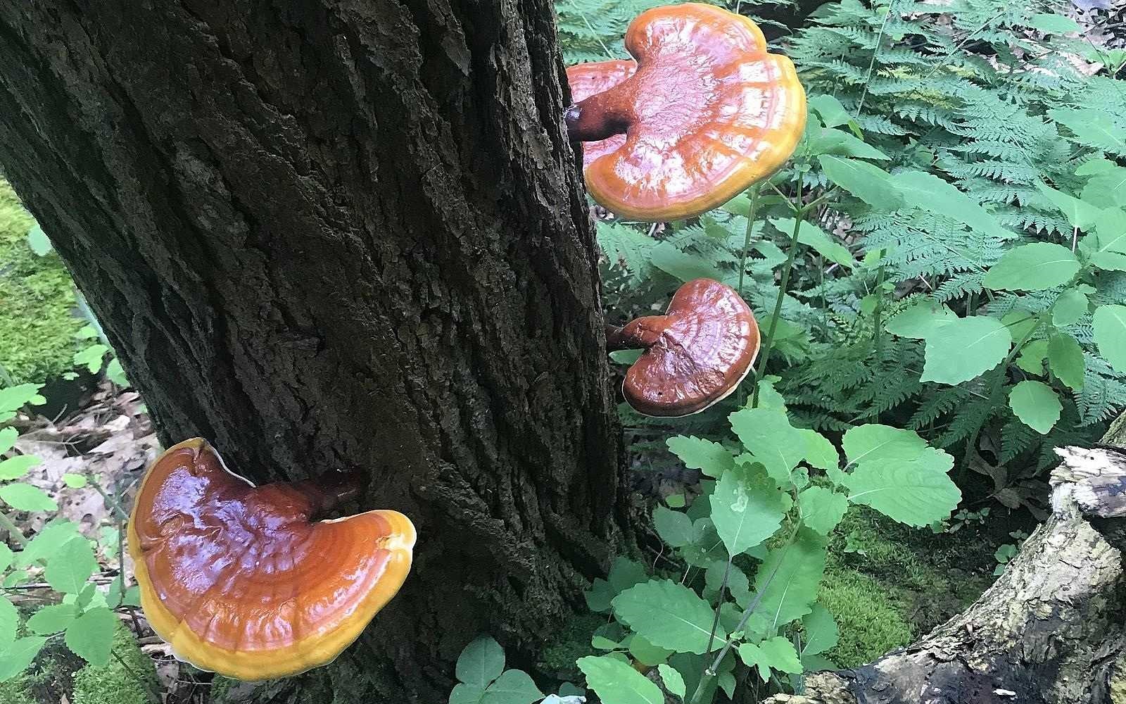 8 propiedades que debes saber del Ganoderma lucidum en tu Salud