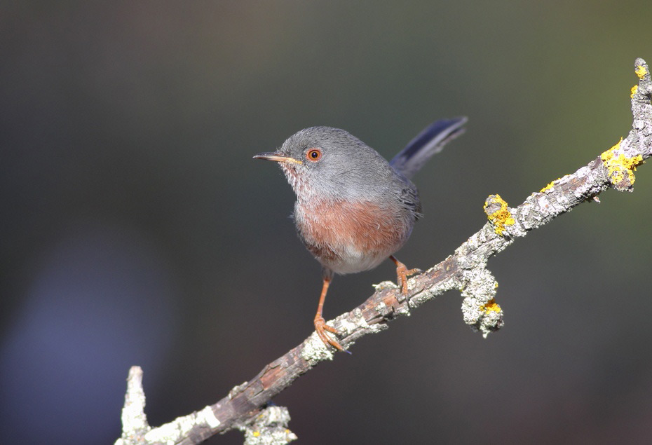 El Herrerillo: Sierra de la Mosca. Riqueza ornitológica