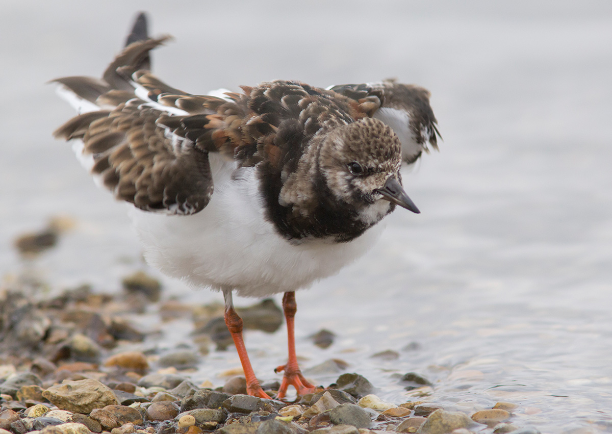 Weedon's World of Nature: More Peruvian rainforest wildlife