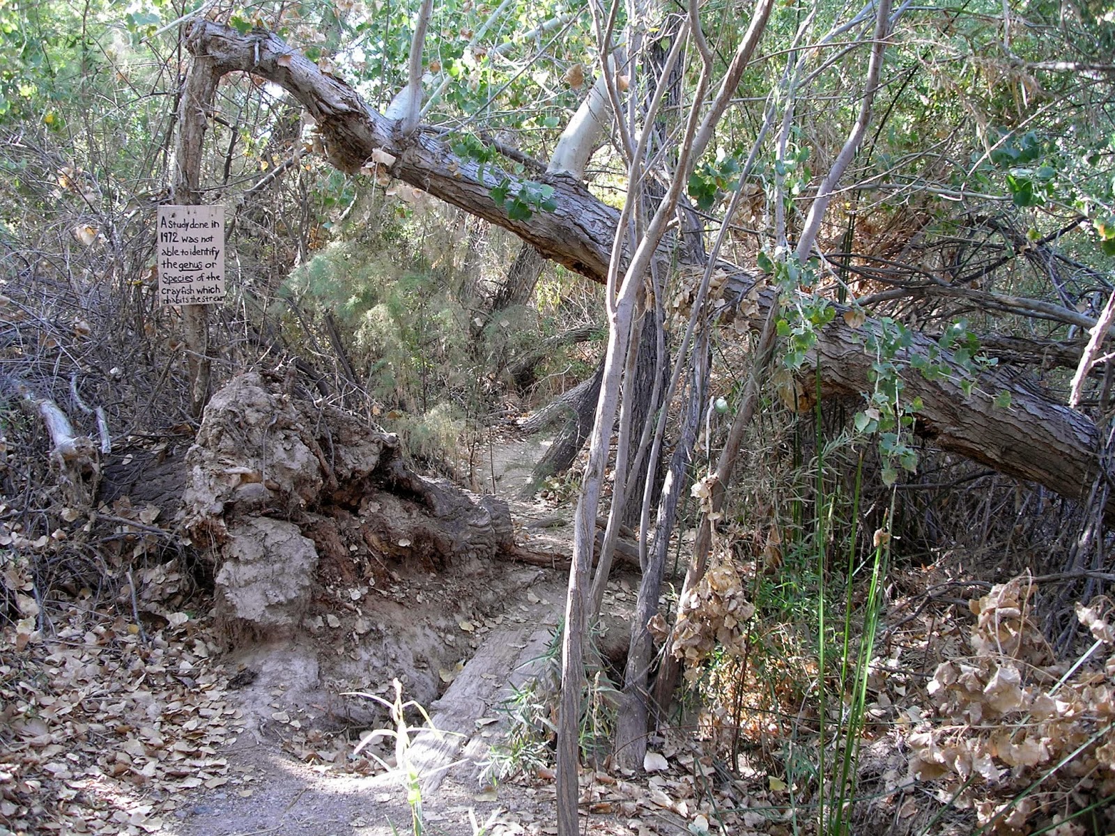 Travel with the Slivas: China Ranch Date Farm, Tecopa, CA