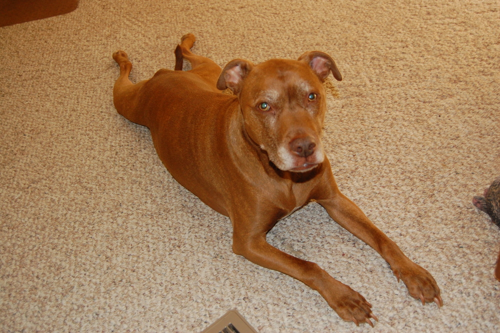 Pit Bull Frogs: Pit Bull Frog Photos