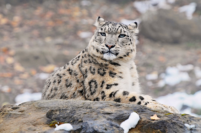 Snow Leopards Discovered Flourishing in Afghanistan | The Ark In Space