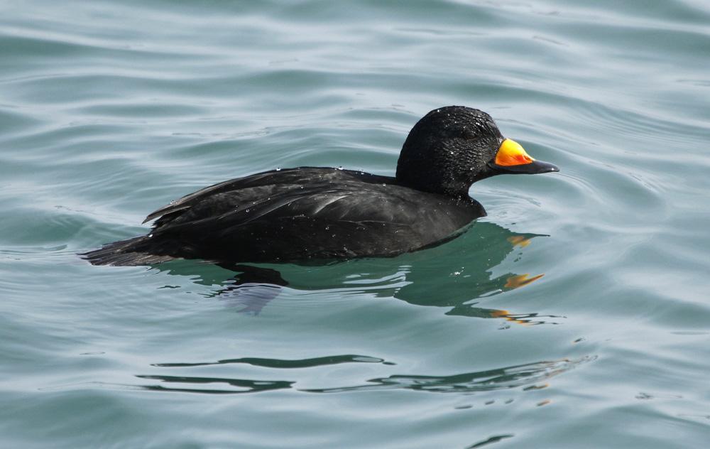 Travels with birds: Japan 2013 - Furen and the Cape