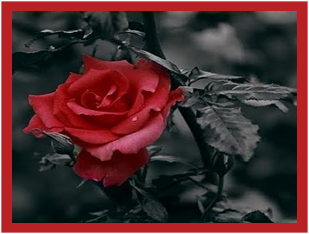 Janela da Minha Rua: Dezembro 2010