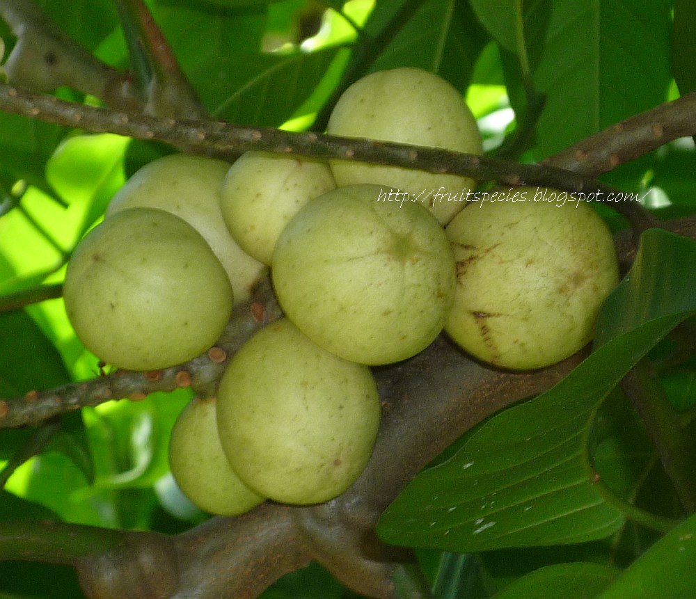 Fruit Species: PITHRAJ TREE