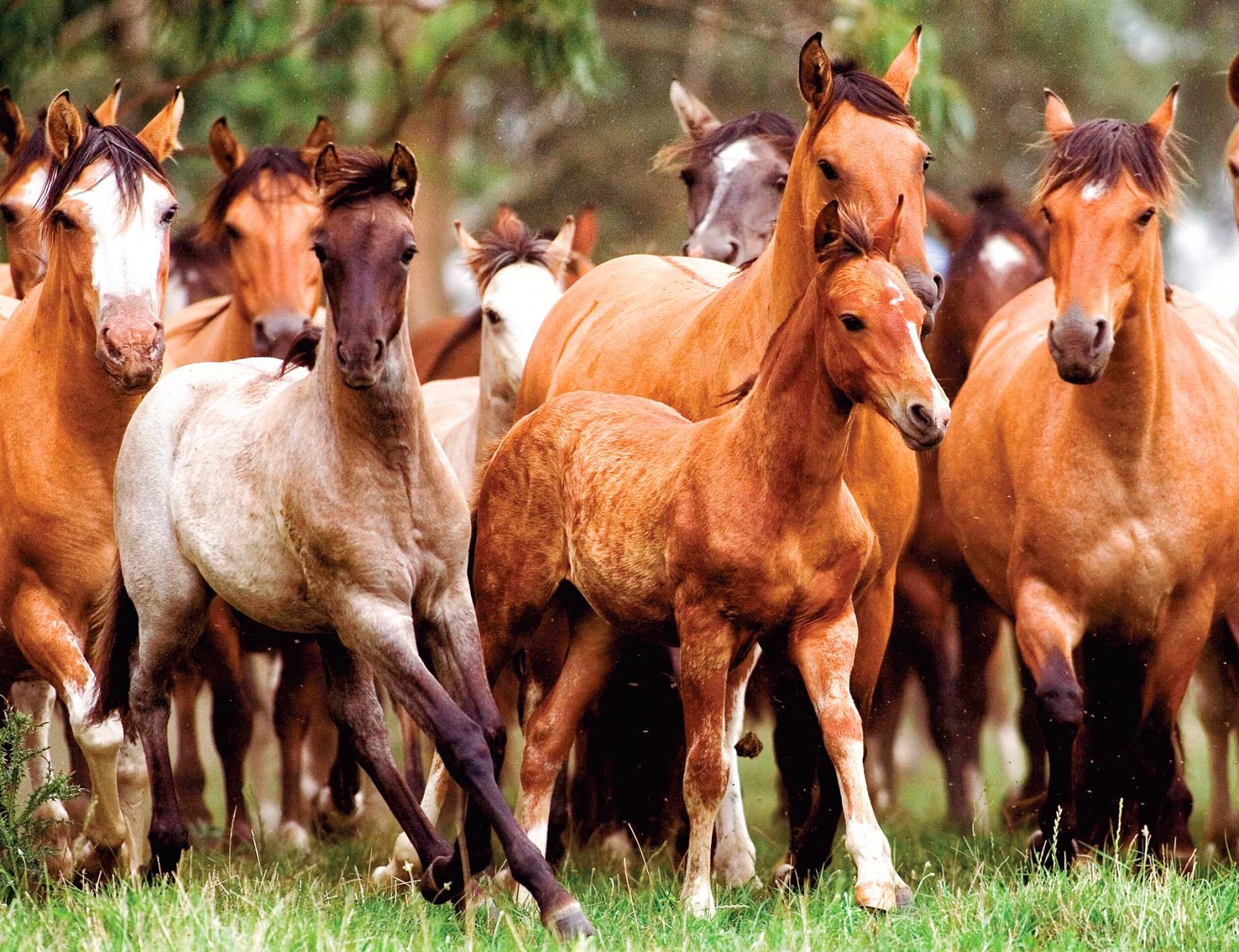 Buendianoticia 5.Blogspot.com: Caballos