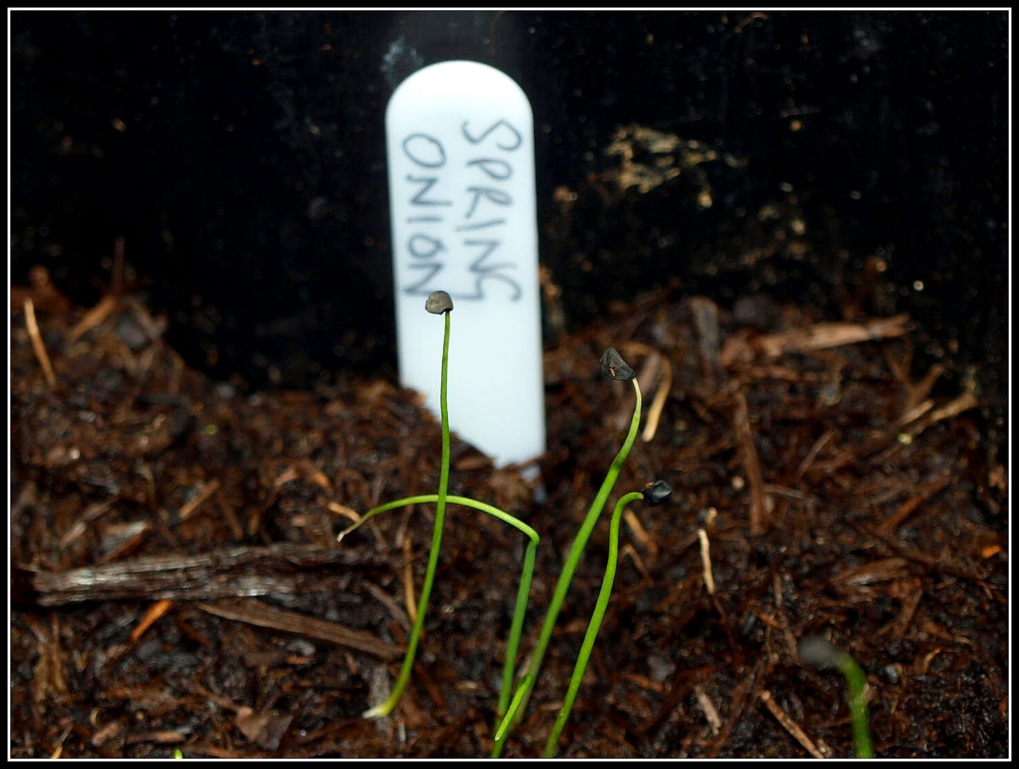 Mark's Veg Plot: Spring Onion "Perverse"
