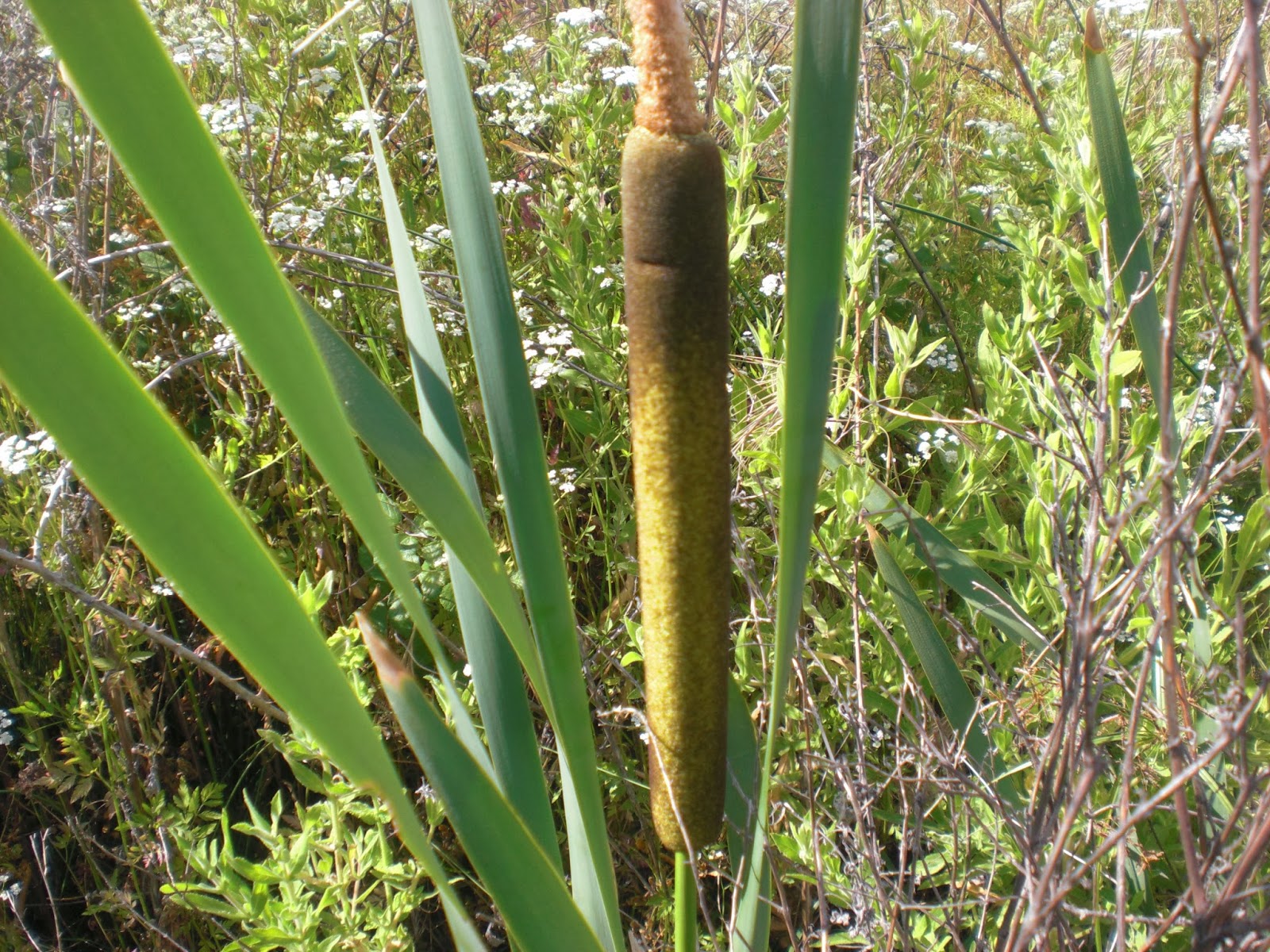 Perfumes y luces de Extremadura: Enea, Typha latifolia.