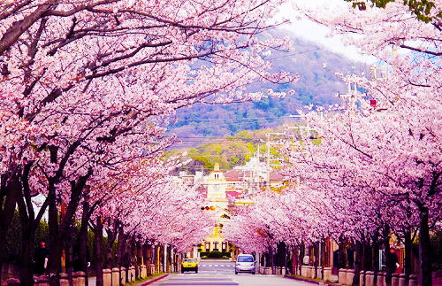 Mi cute blog: Árboles rosa