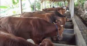 SISTEM PEMELIHARAAN SAPI POTONG SECARA INTENSIF - BETERNAK DAN MENANAM