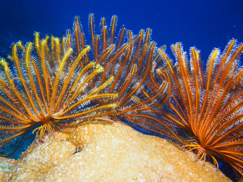 CRINOIDEA photos - wallpapers | the fun bank