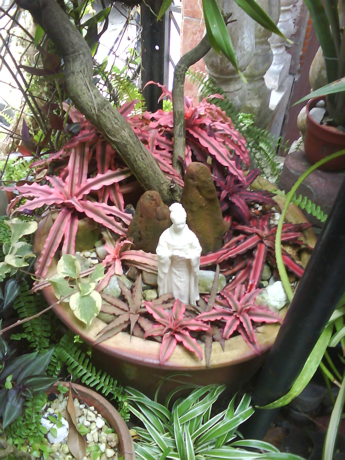 Garden Chronicles of James David: Earth Star - Cryptanthus