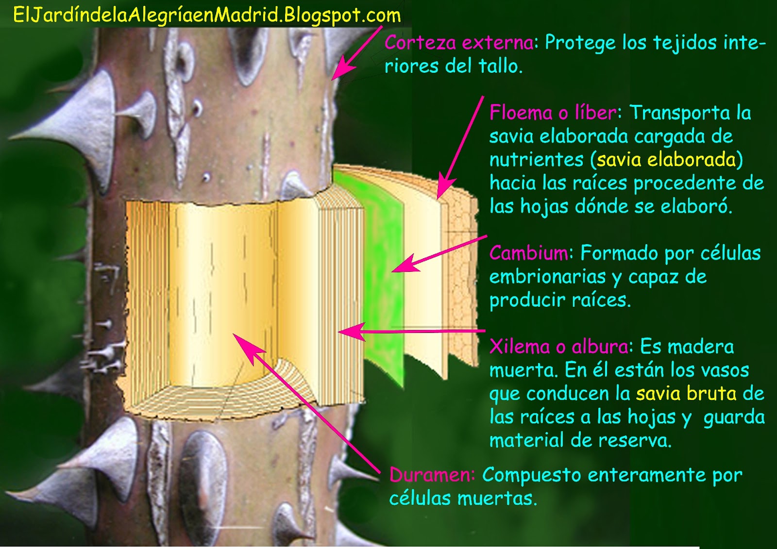 El jardín de la alegría : Independizar un acodo aéreo en un rosal. Por ...