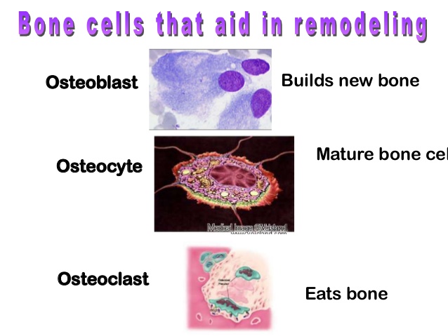 PUSAT TEKNOLOGI MATERIAL - TEKNOLOGI MATERIAL MEDIS: Sel tulang ...
