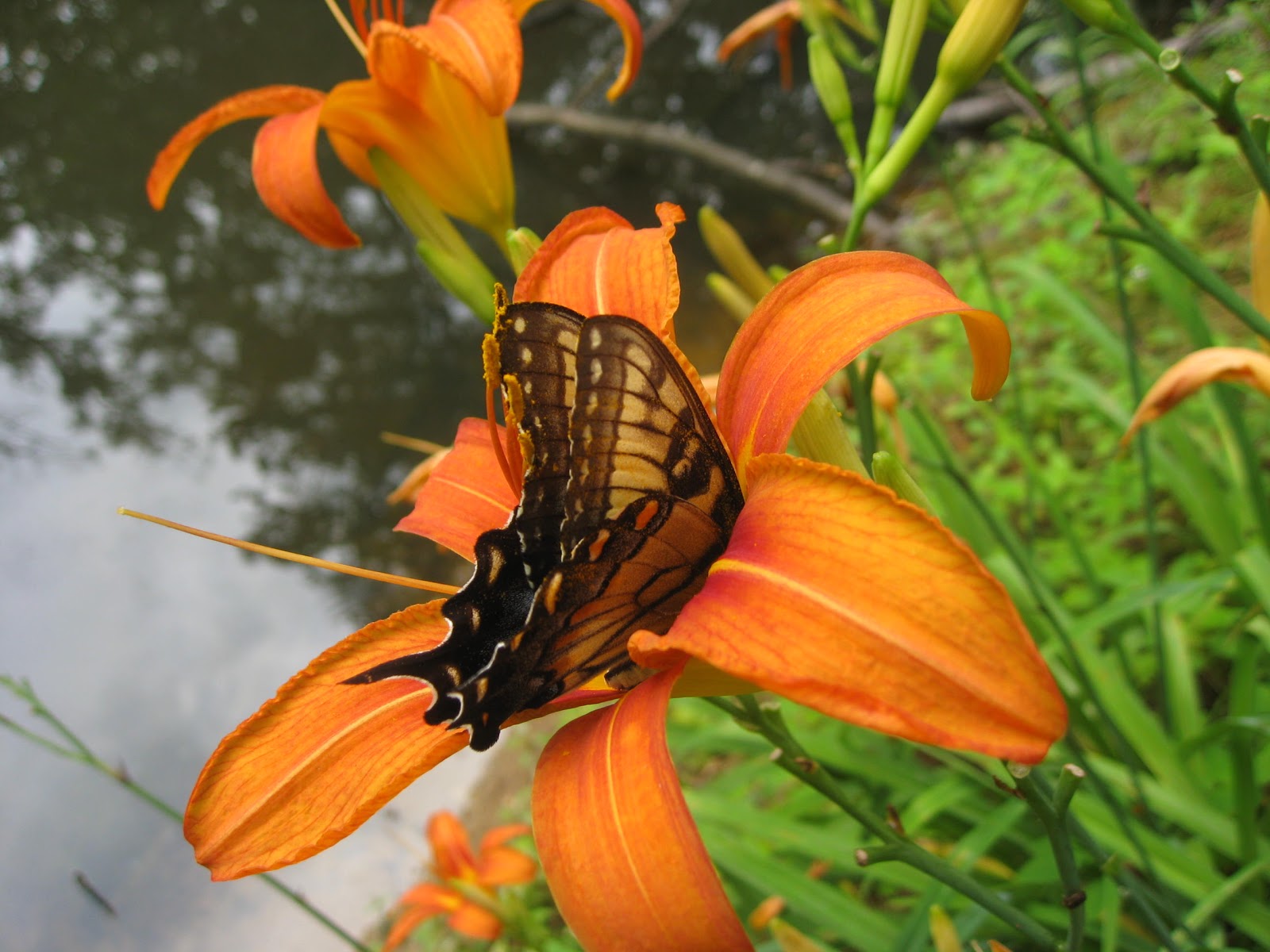 Capital Naturalist by Alonso Abugattas: Butterflies and Moths as ...
