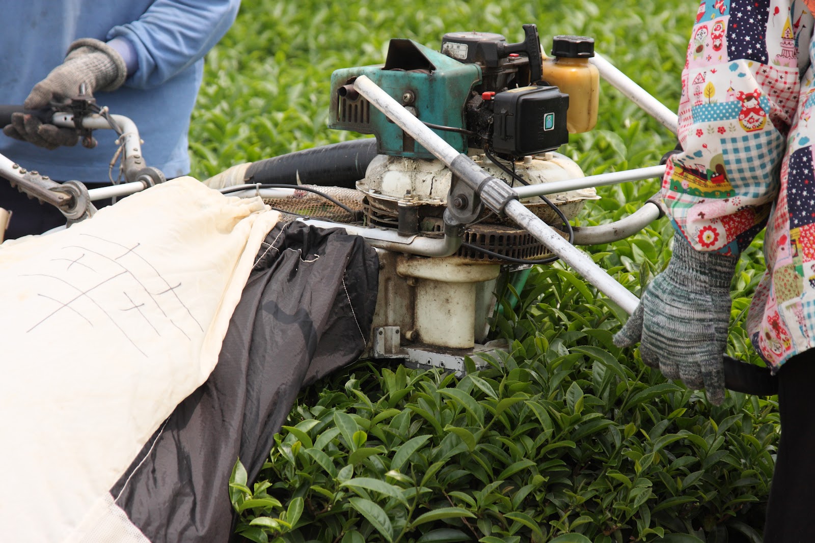 Love Traveling Taiwan: One Day on the Tea Farm