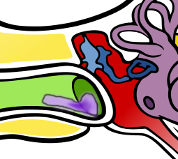 How is a Hole in the Eardrum Repaired? | Fauquier ENT Blog