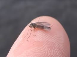 Fishing Through Life: Deciphering a Midge Hatch