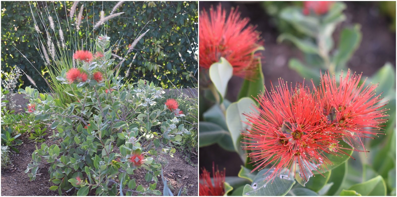 Late to the Garden Party: Bloom Day - December 2017