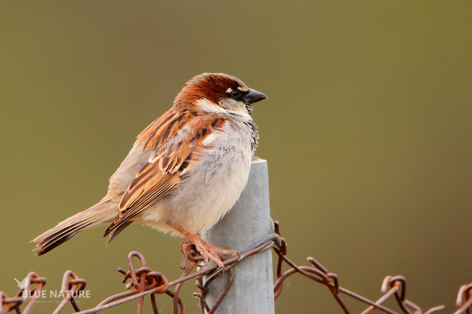 Blue Nature, el blog: Los 5 gorriones