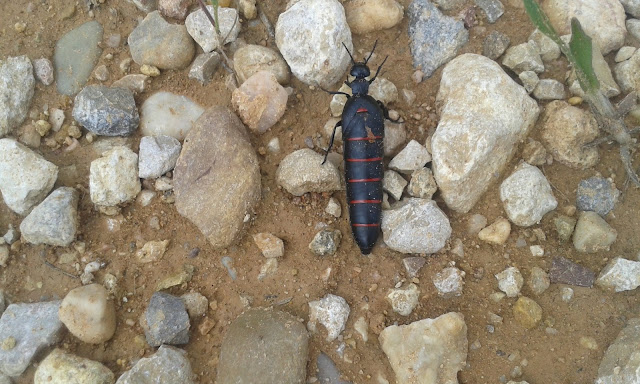 15 MINUTOS DE NATURALEZA EN ZONA PERIURBANA