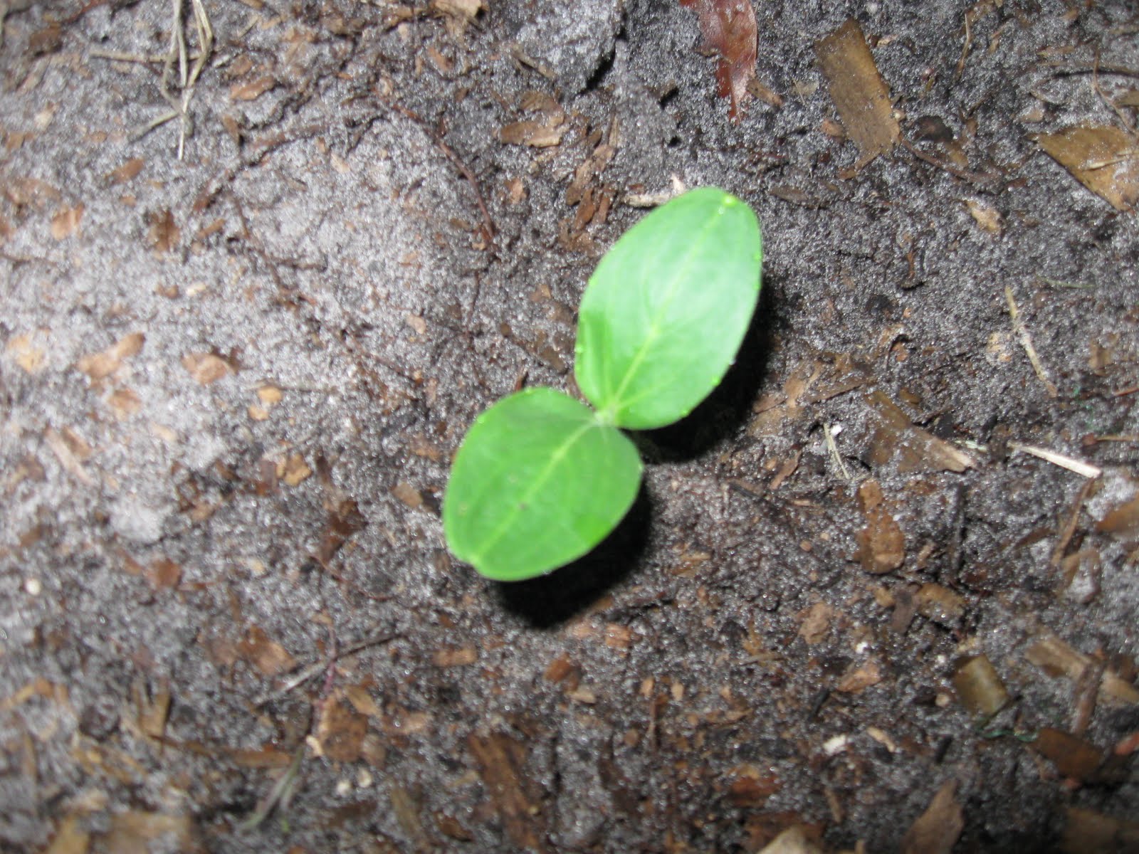 Growing Food in Florida: Germinating cucumber seeds in containers