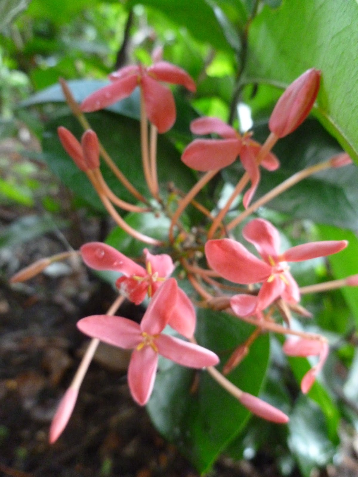 Onslow and Miss B: Garden Bloggers' Bloom Day February 2013