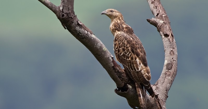 Romy Ocon's Wild Birds of the Philippines: Oriental Honeybuzzard at ...
