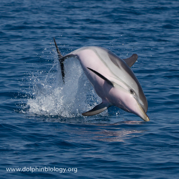 Dolphin Biology and Conservation: Pinkish belly