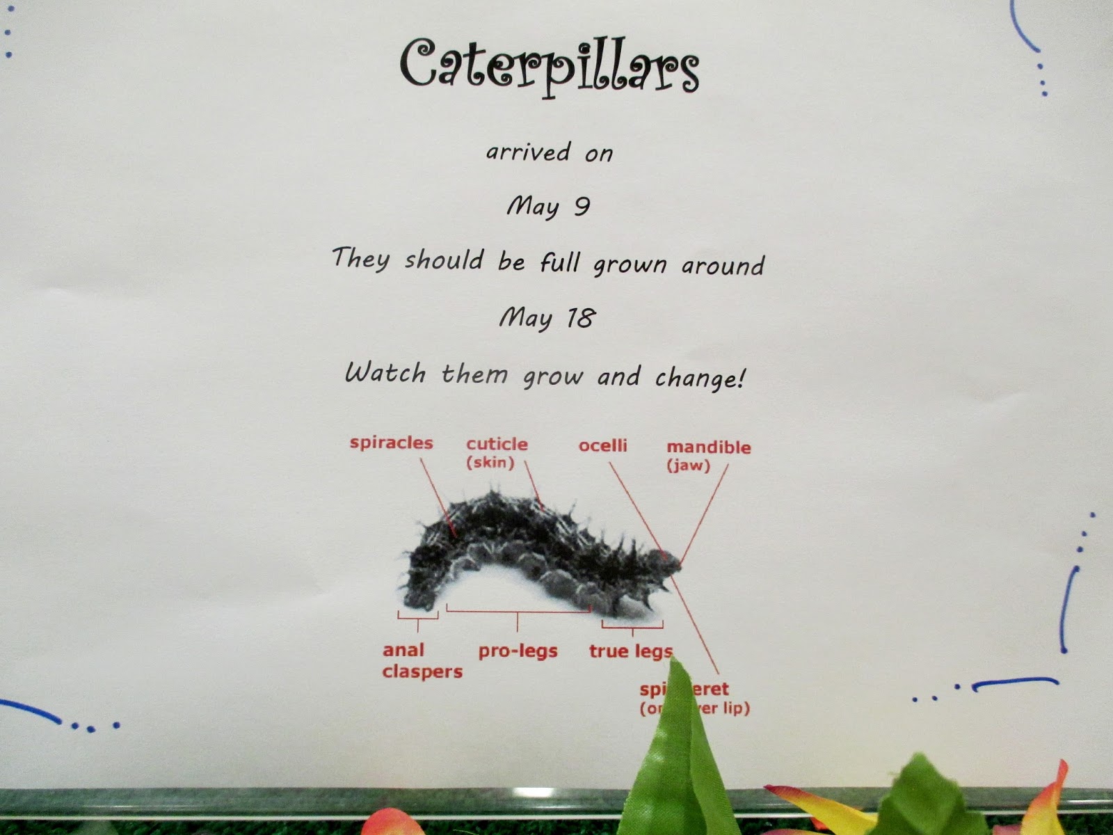 StrongStart: Our Caterpillars our Here