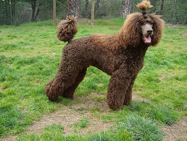 Huxtable The Poodle | Toy Poodle Blog | Parti Poodle: Poodle ...