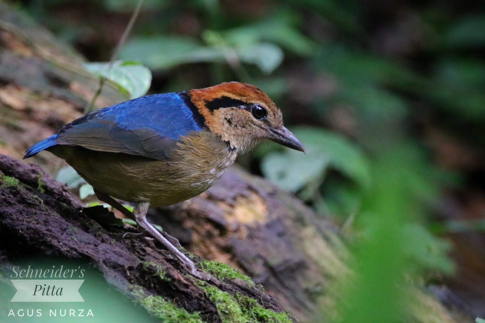 Birding in Sumatra, Birding in Indonesia: BIRDING IN GAYO HIGHLANDS SUMATRA