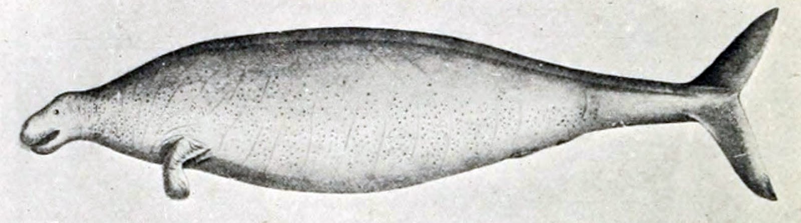 SearchReSearch: Answer: Mapping the discovery of the sea cow and the ...