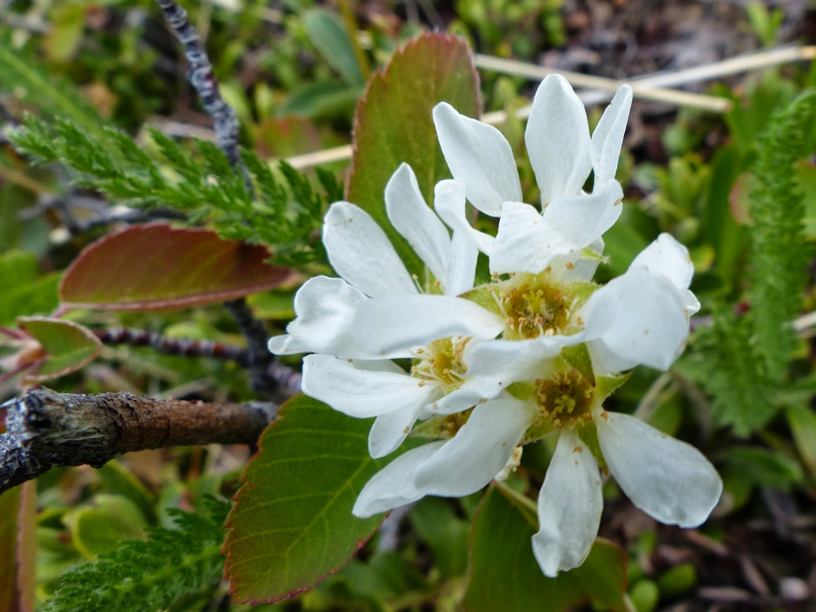 Yukon Wild Berries: saskatoon berries blooming
