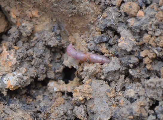 Little Homeschool Blessings: Worm Call