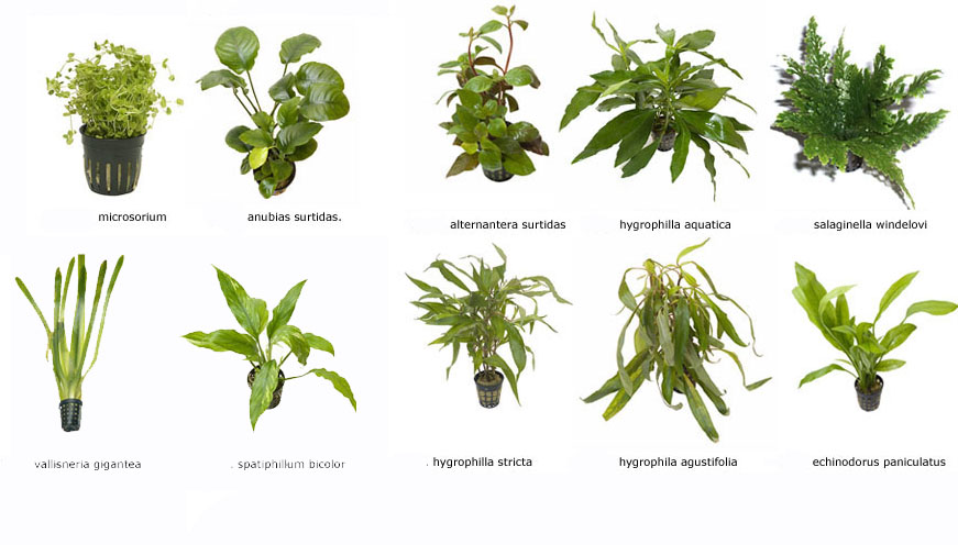 Tareas para un 20: TRIPTICO CLASES DE PLANTAS