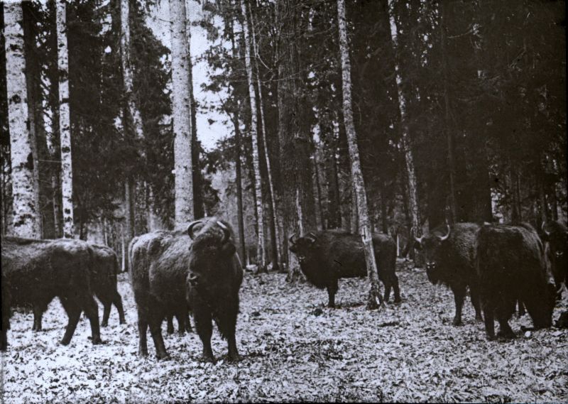 Russia Before The Revolution: 29 Found Photos That Capture Daily Life ...