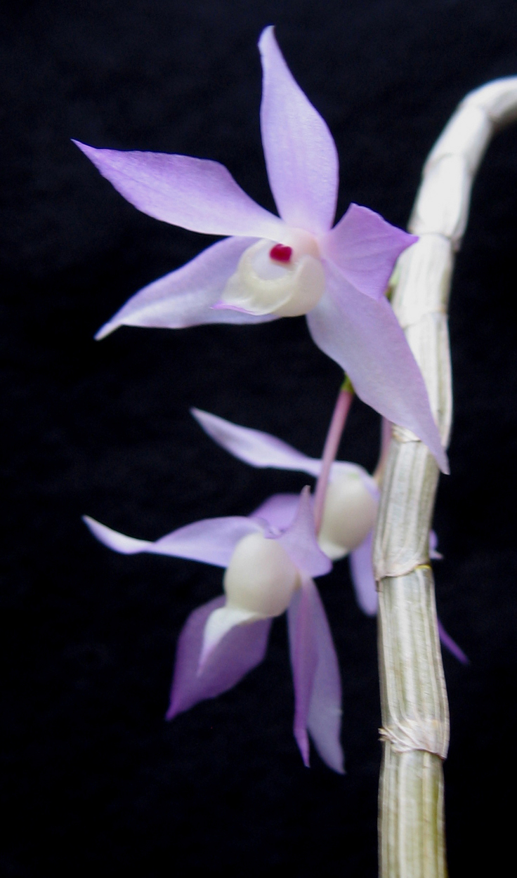 Perfume Project NW: MIDWINTER ORCHIDS: TWO FRAGRANT MINI DENDROBIUMS