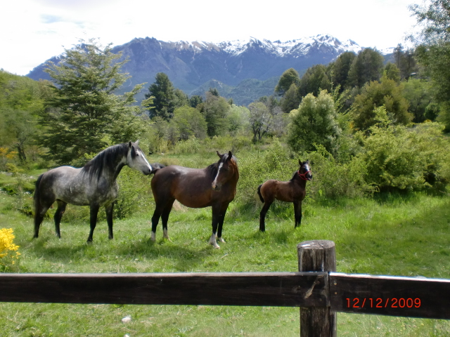El Caballo Lusitano: Yeguas en servicio y crias