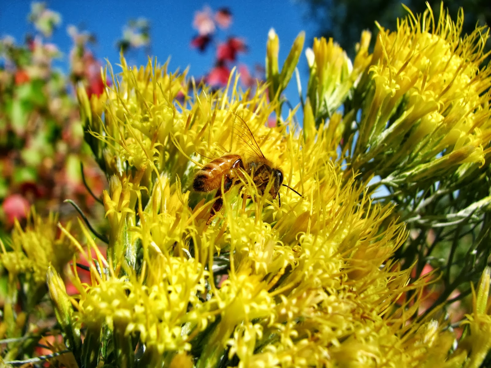 Flora montana: Rabbitbrush
