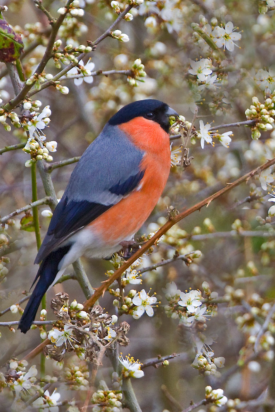 PETER'S PORTFOLIO..............Bird & Wildlife Photography: Bullfinch
