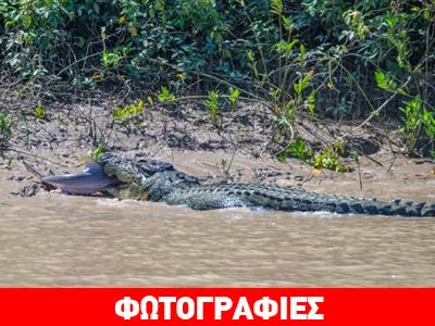 ΣΠΑΝΙΑ ΚΑΙ ΑΙΜΟΒΟΡΑ ΜΑΧΗ ΜΕΤΑΞΥ ΚΡΟΚΟΔΕΙΛΟΥ ΚΑΙ ΚΑΡΧΑΡΙΑ!!! -ΦΩΤΟ ...