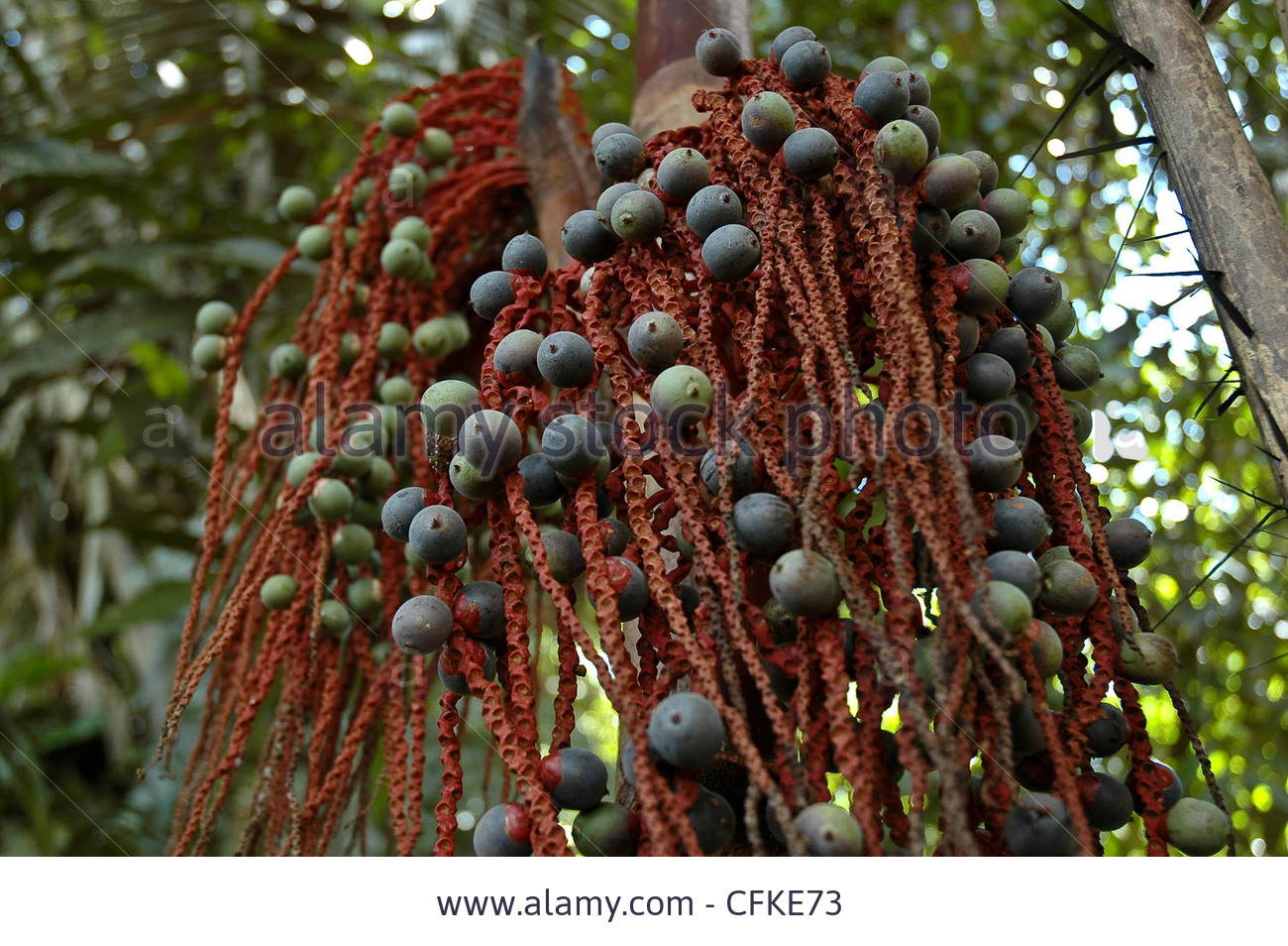 Q' Planta é Essa?: Bacaba ou Bacabaçu