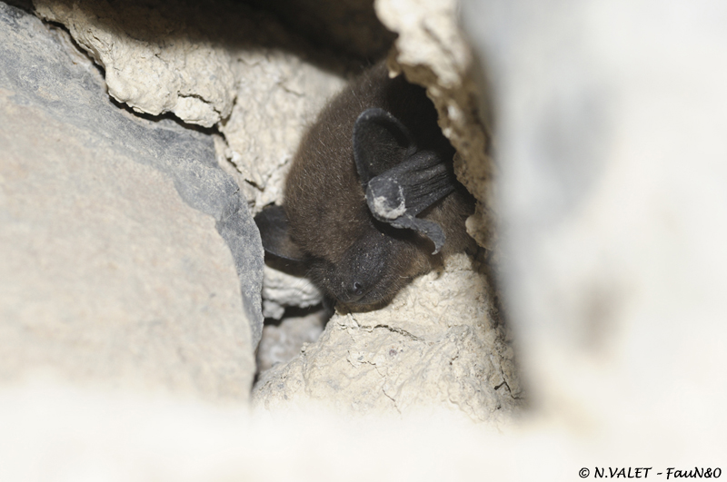 Fauneo: Chauves-souris Ardennaises