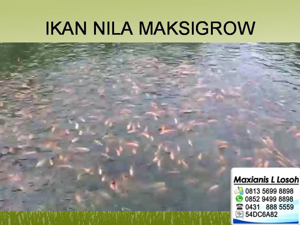 MaxiGrow Plus: Cara Cerdas Memanfaatkan Limbah Kolam Ikan untuk ...