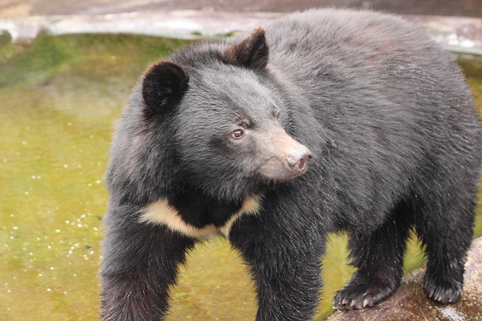Zoos in Japan: Aso Cuddly Dominion