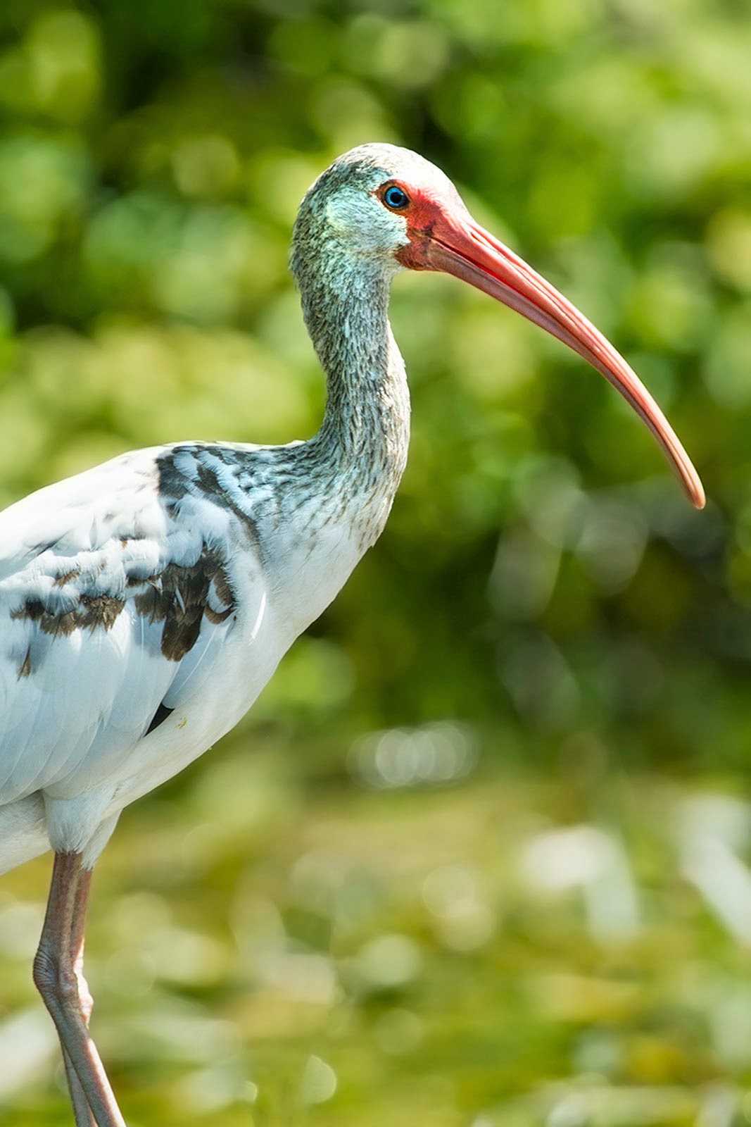Bob's Photos: Wildlife on river boat tour at Wakulla Springs - June 10