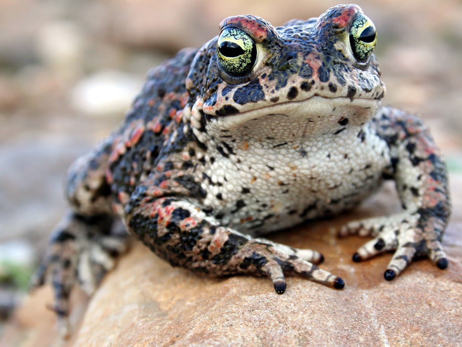 Taxonomía Chordata: Clase Amphibia