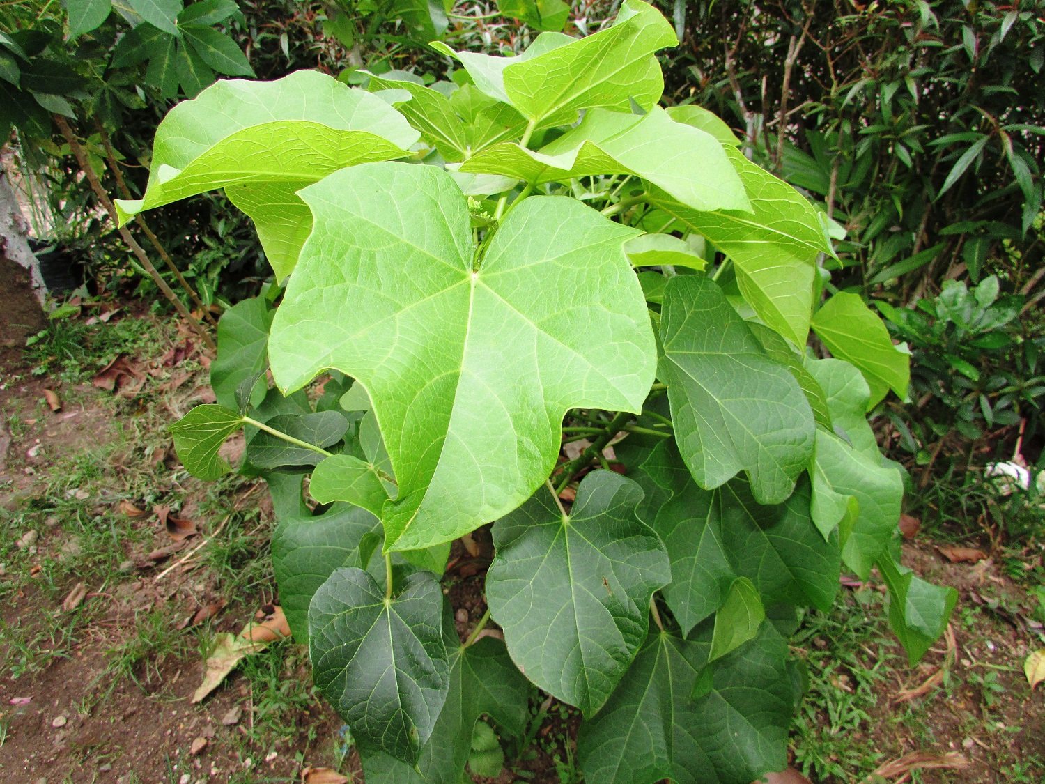 FOTO Daun Tanaman Jarak (Ricinus communis) - Foto Lepas