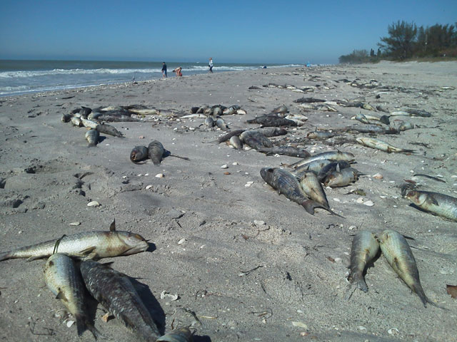 The Big Wobble : Thousands of dead fish off the coast of Florida caused ...
